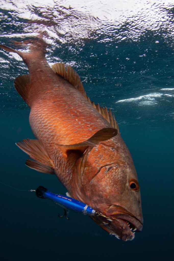 Sport Fish Panama Island Lodge | Panama Fishing Lodge